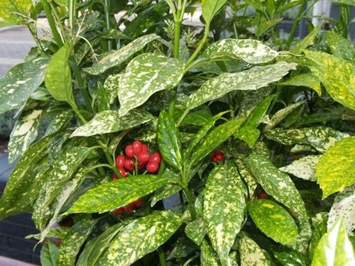 Aucuba japónica o laurel manchado.jpg - Miguel Gomez